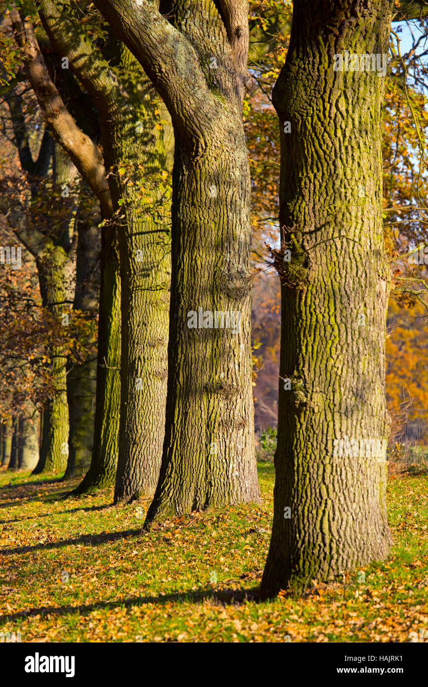 Oak Quercus robur in autumn at Felbrigg Norfolk UK Stock Photo - Alamy