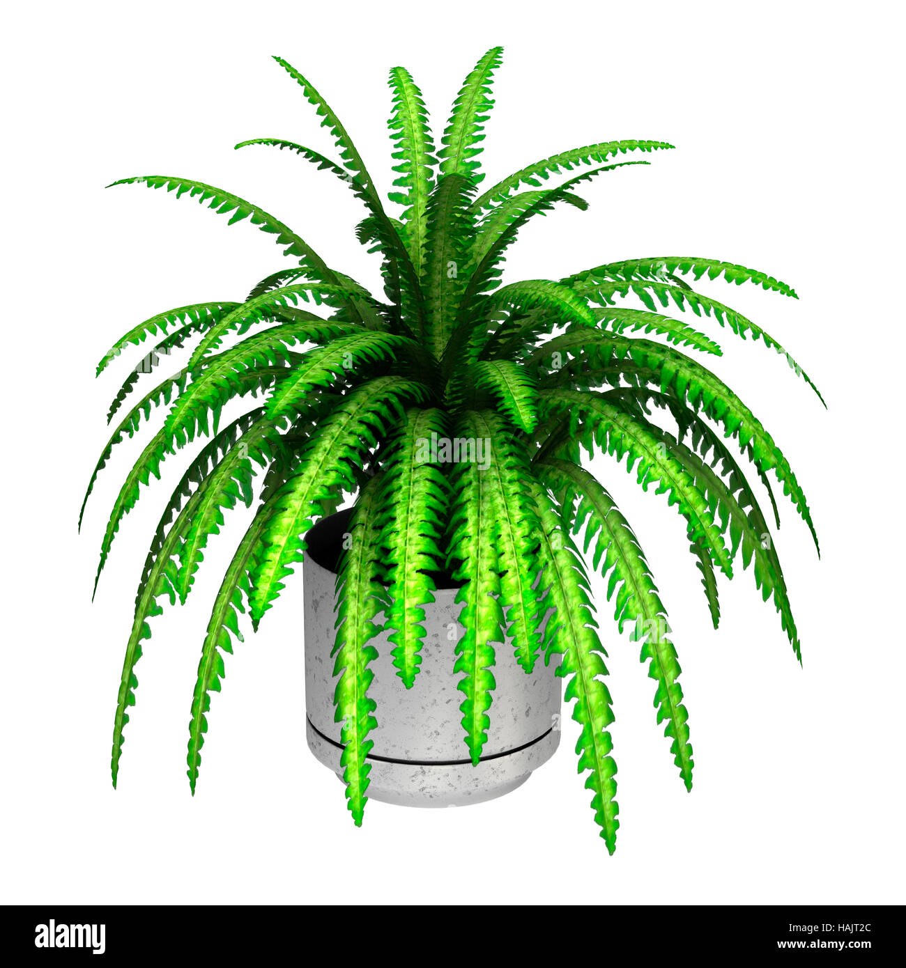 Boston fern pot hi-res stock photography and images - Alamy