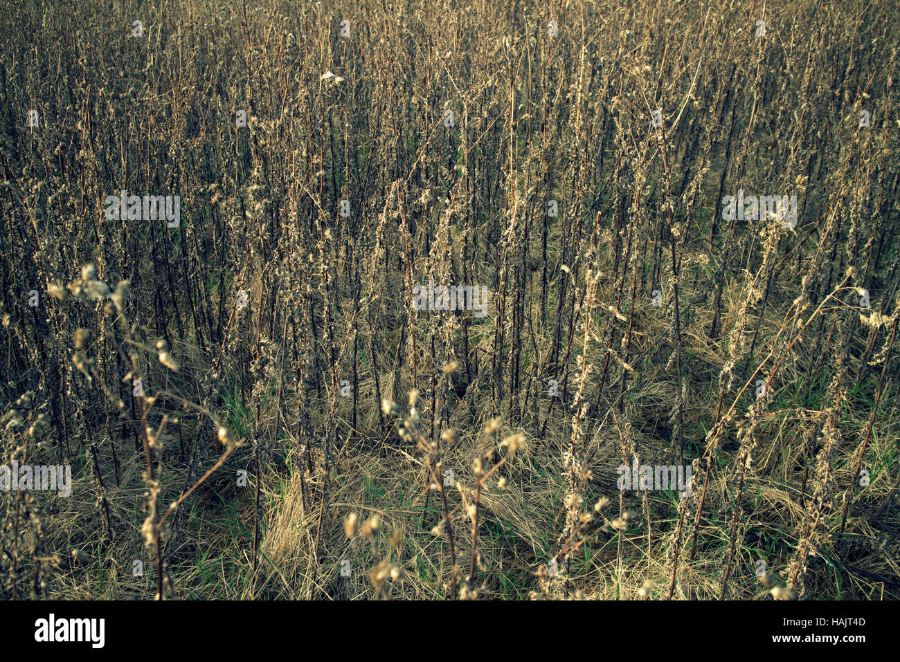 twigs branches trees leafs patterns background Stock Photo - Alamy