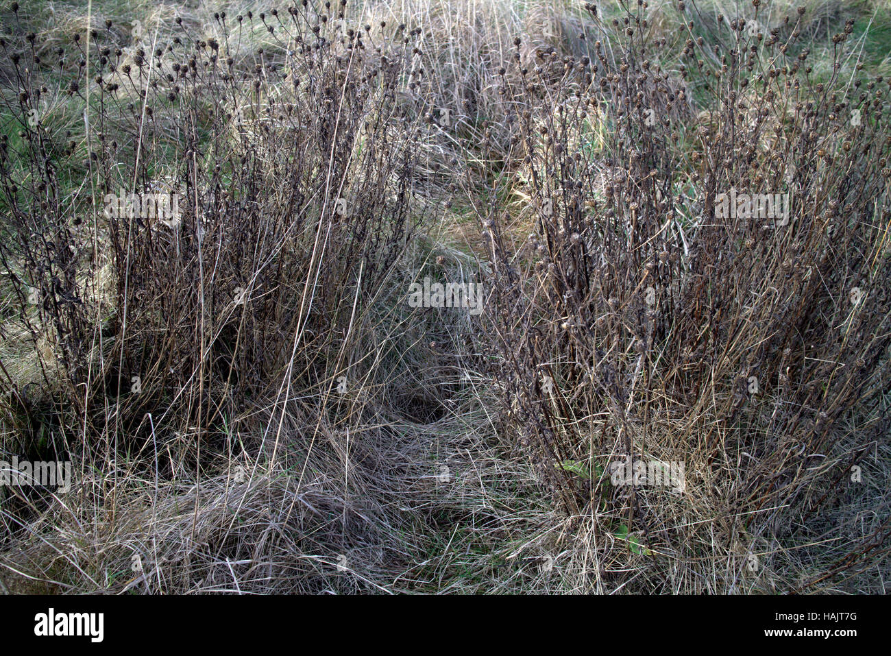 twigs branches trees leafs patterns background Stock Photo - Alamy