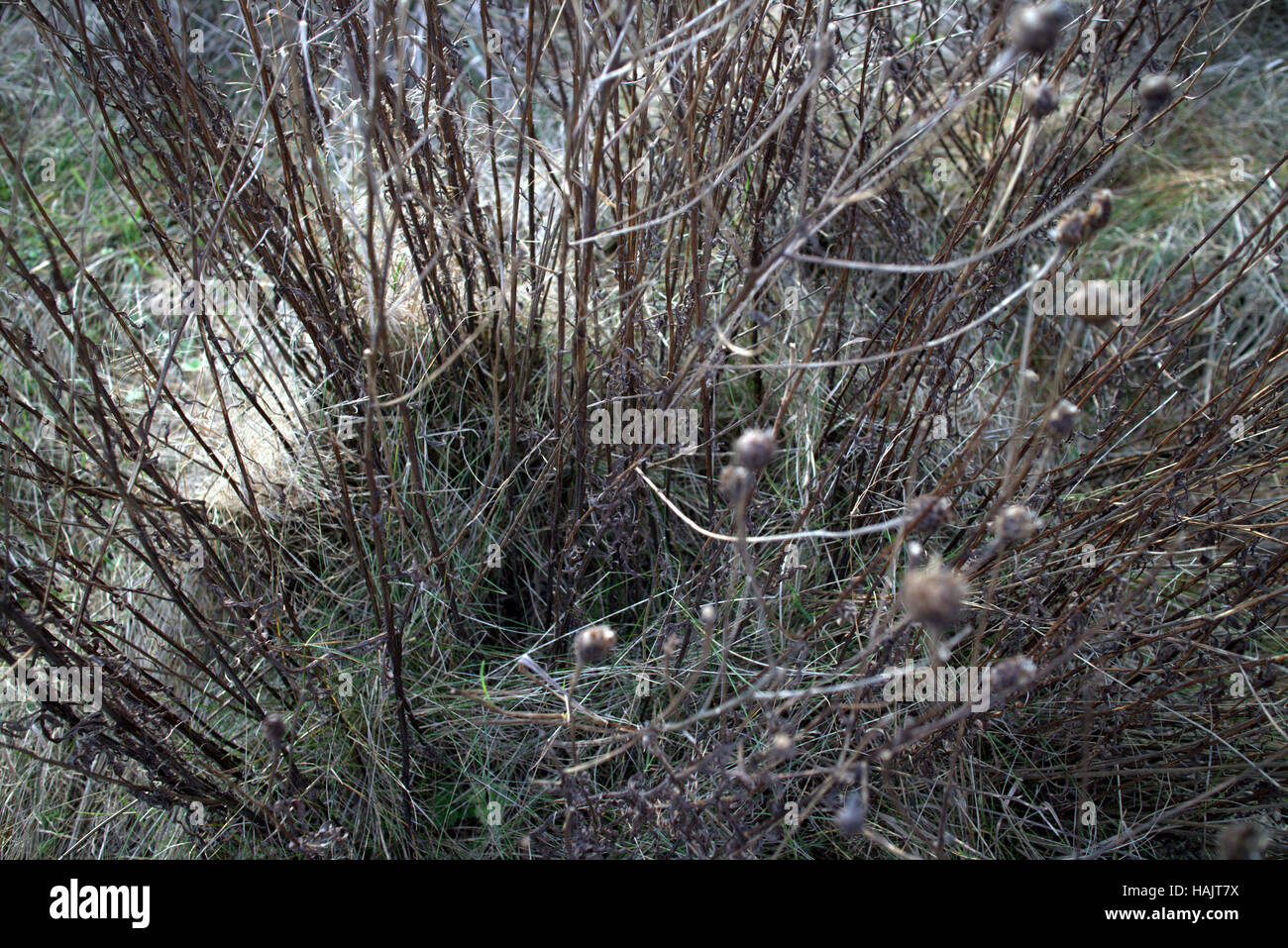 twigs branches trees leafs patterns background Stock Photo - Alamy