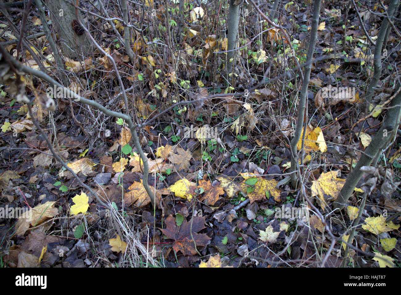 twigs branches trees leafs patterns background Stock Photo - Alamy