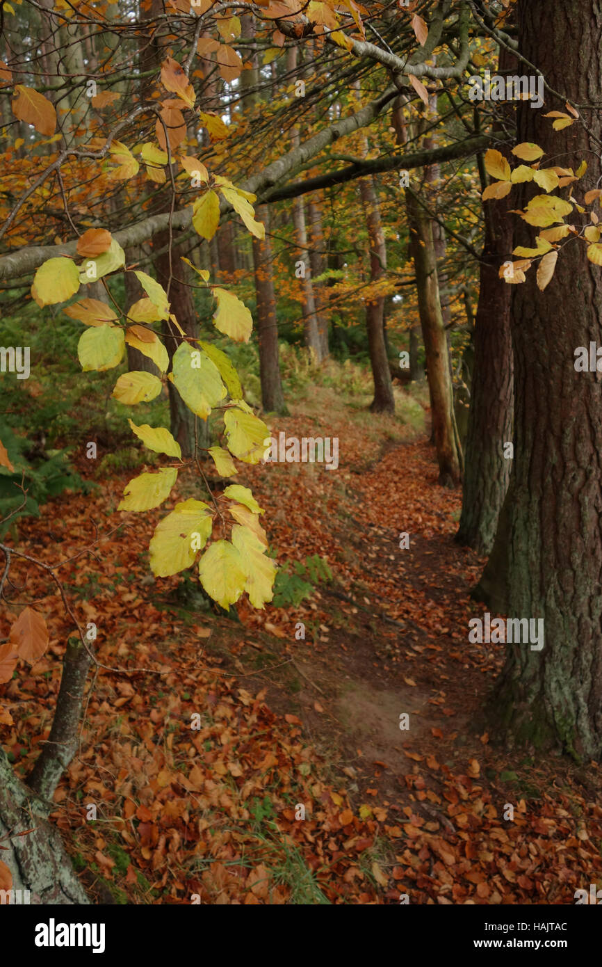 Autumn Colours and Leaves, Denholm, Scottish Borders Stock Photo - Alamy