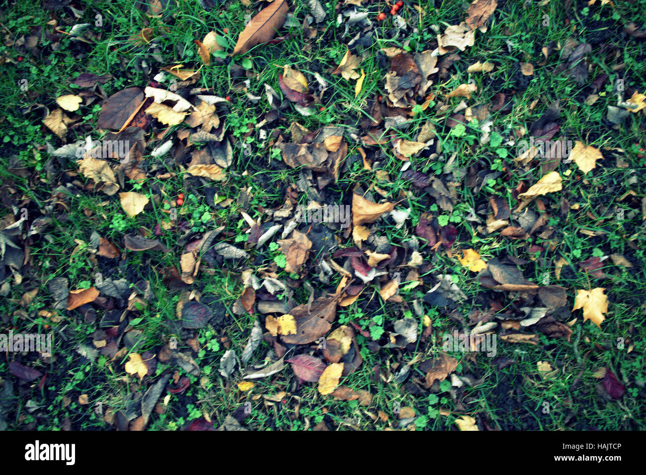 Abstract leaf backgrounds fallen leaves on the forest floor Stock Photo ...