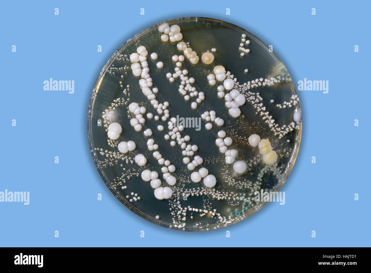Research various microorganisms / microflora in petri dishes Stock ...