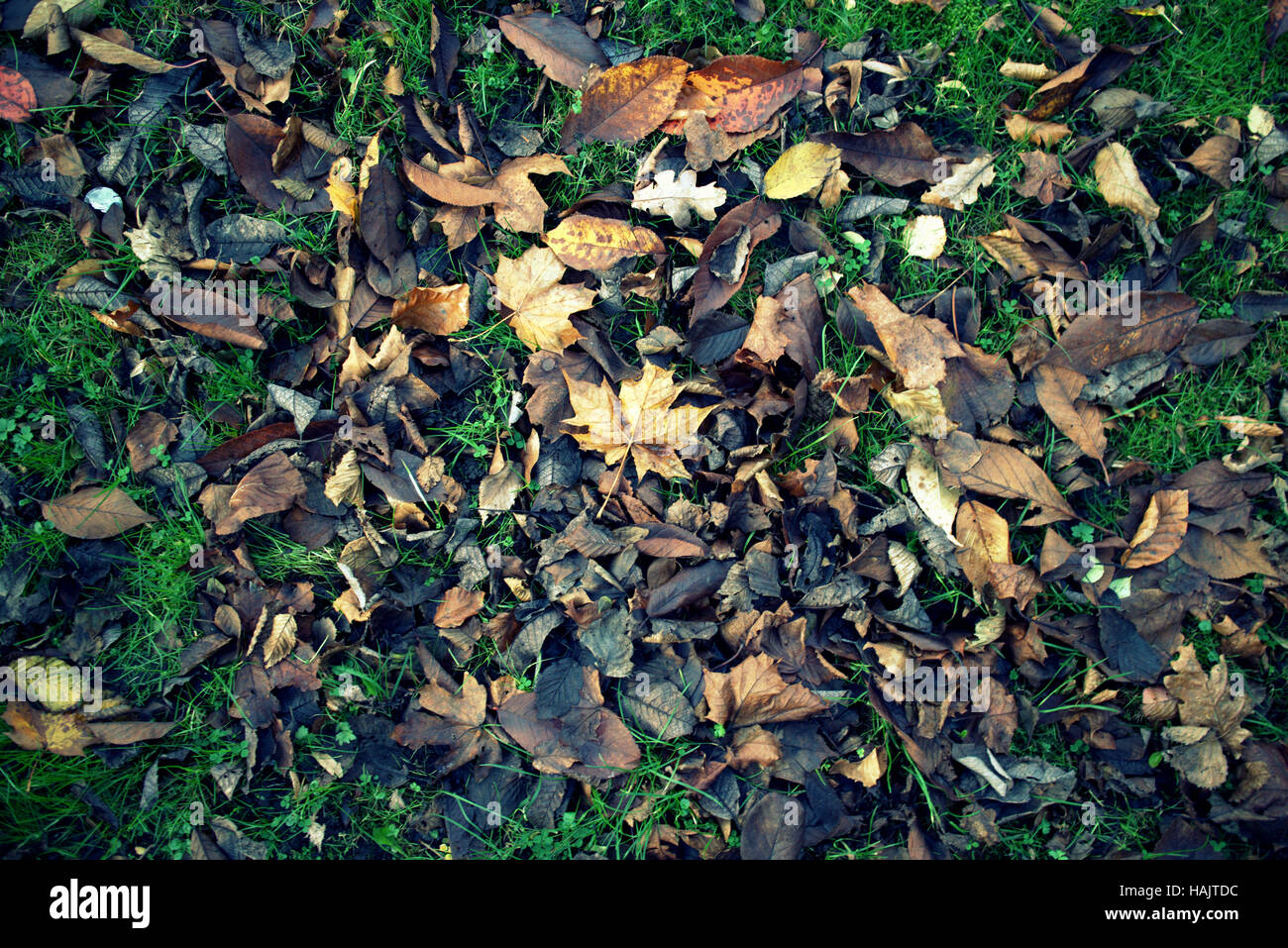 Abstract leaf backgrounds fallen leaves on the forest floor Stock Photo ...