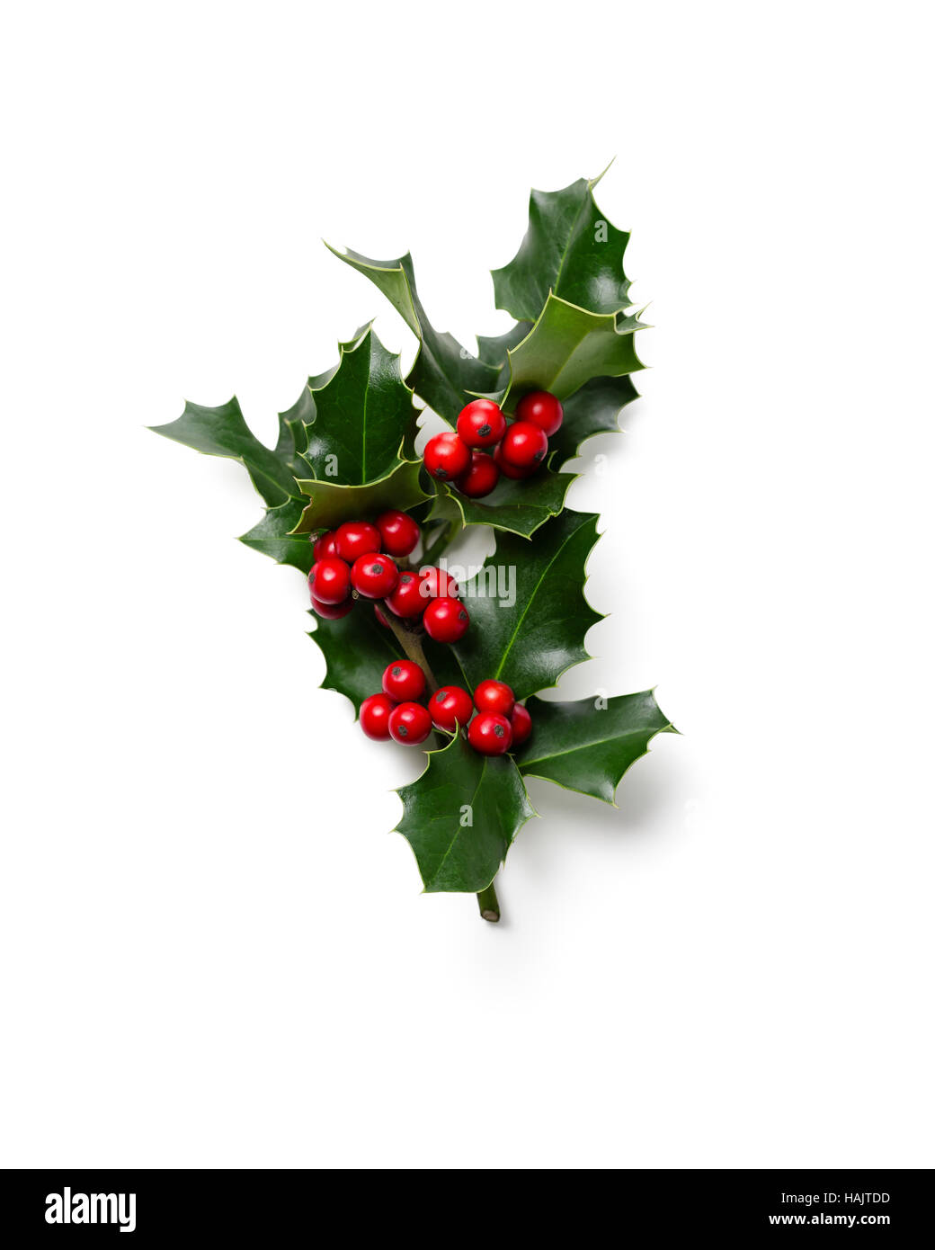 European Holly (Ilex aquifolium) leaves and fruit Stock Photo - Alamy