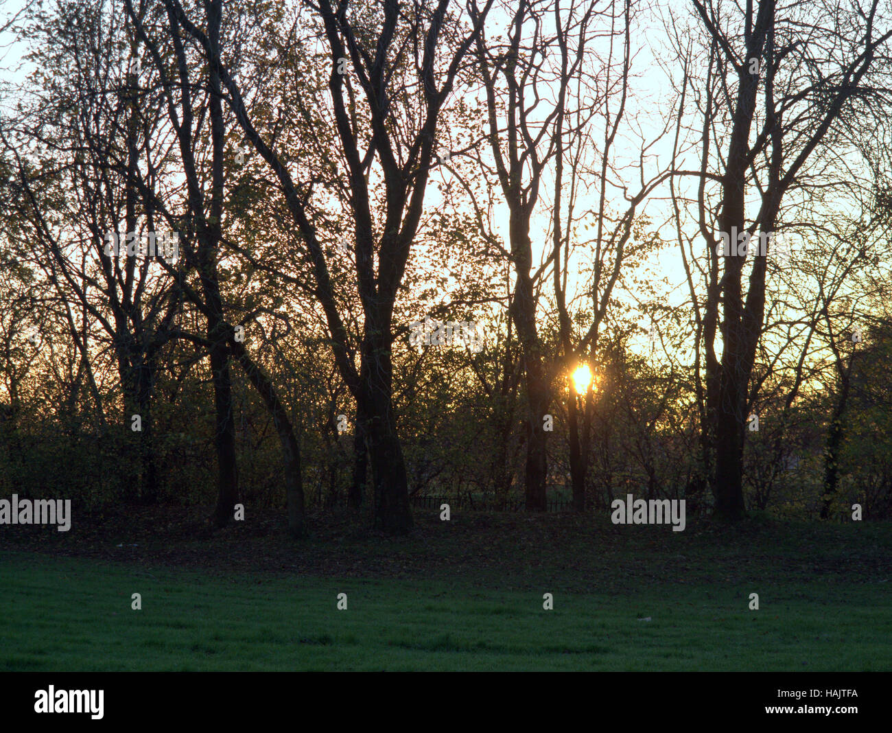 sunrise sunset moon rise through branches of trees grass Stock Photo ...