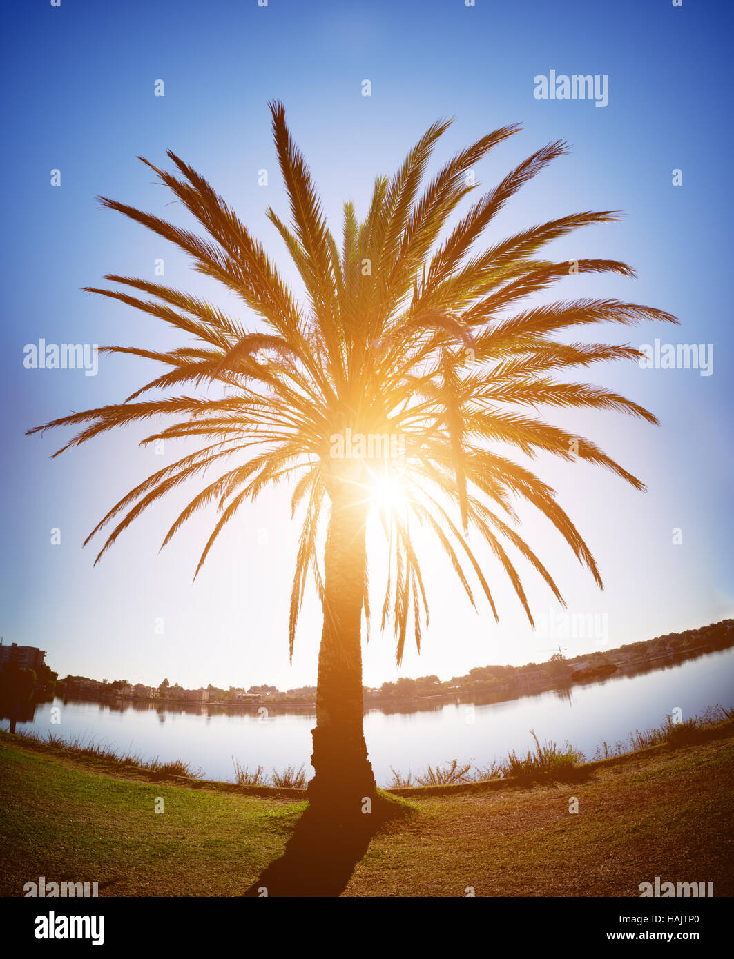 Sunset and gum tree hi-res stock photography and images - Alamy