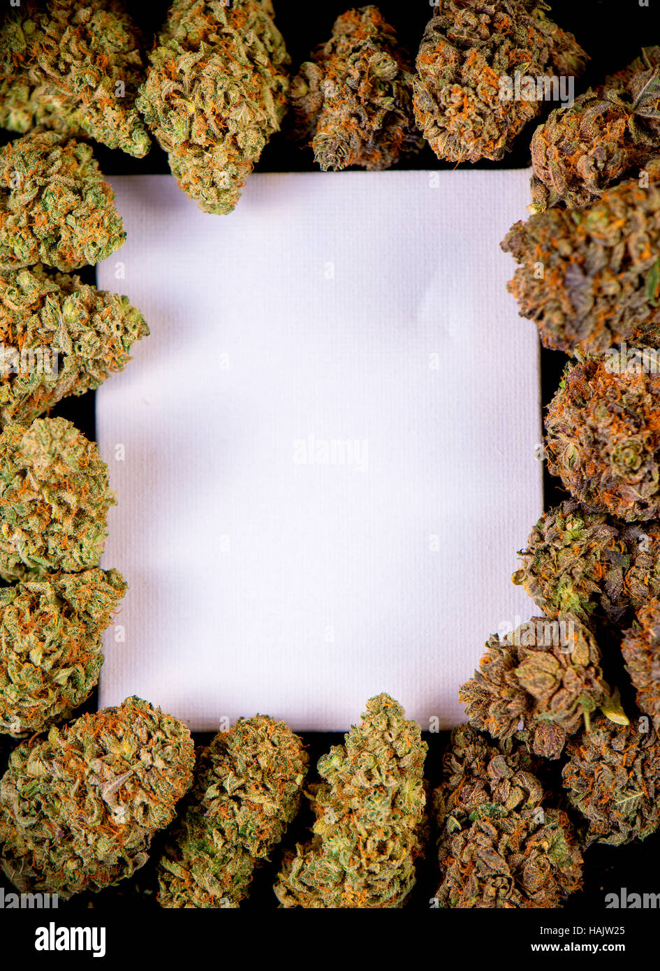 Blank canvas framed by dried cannabis buds, indica and sativa strains ...
