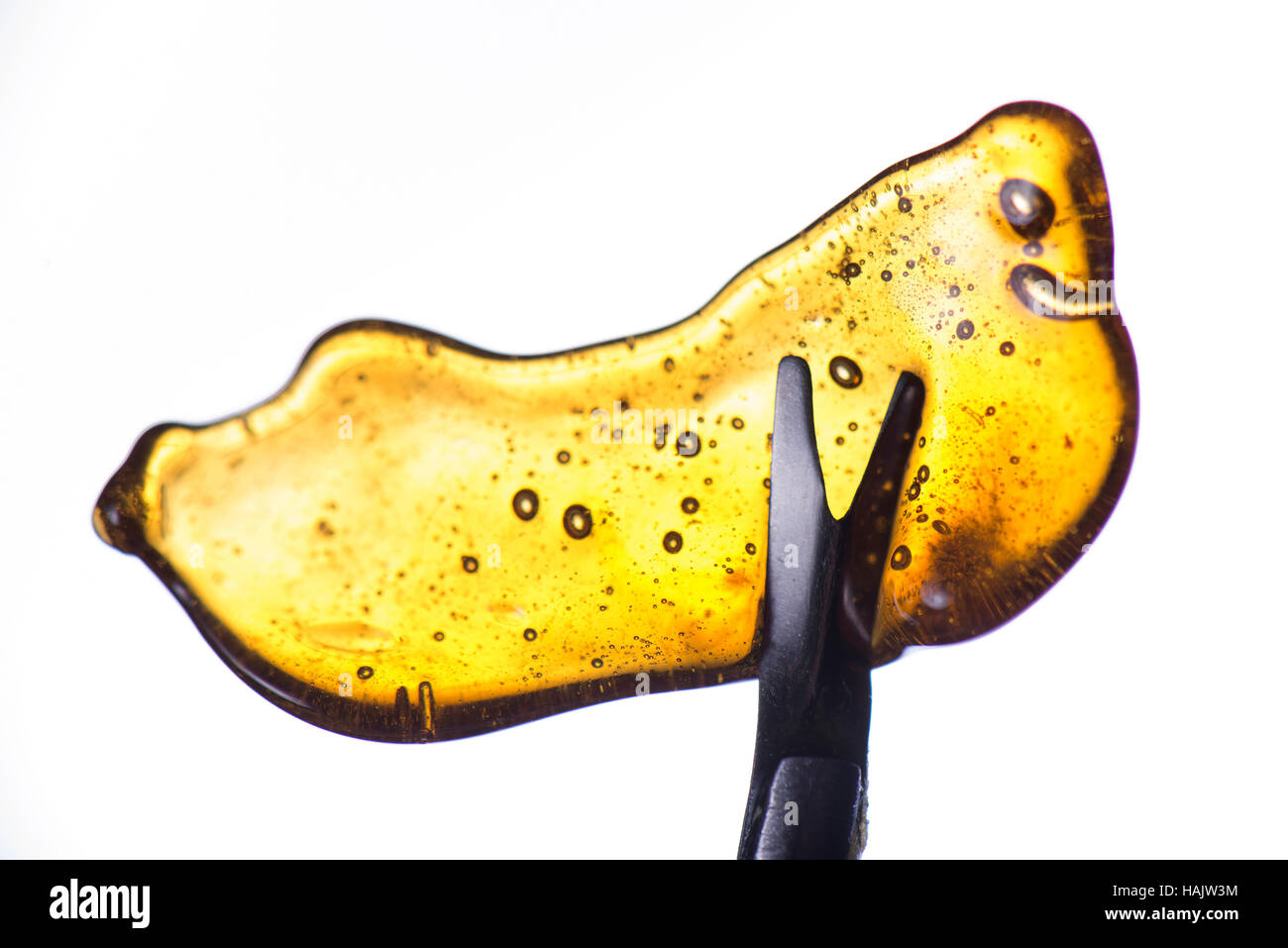 A piece of cannabis oil concentrate aka shatter held on a tool isolated ...