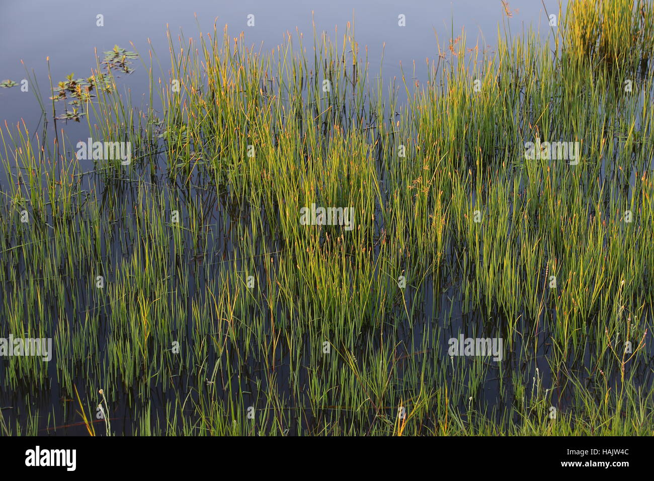 Green grass sprouts at the water's edge in a pond outdoors in nature ...