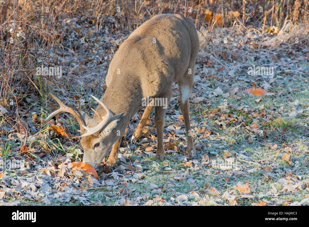 Whitetail Deer Buck standing in a field Stock Photo - Alamy