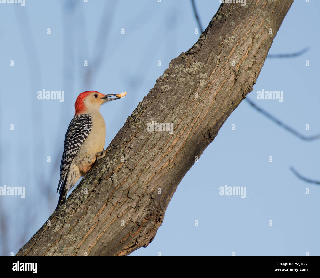 Male red-bellied woodpecker eating bird seed on a tree Stock Photo - Alamy