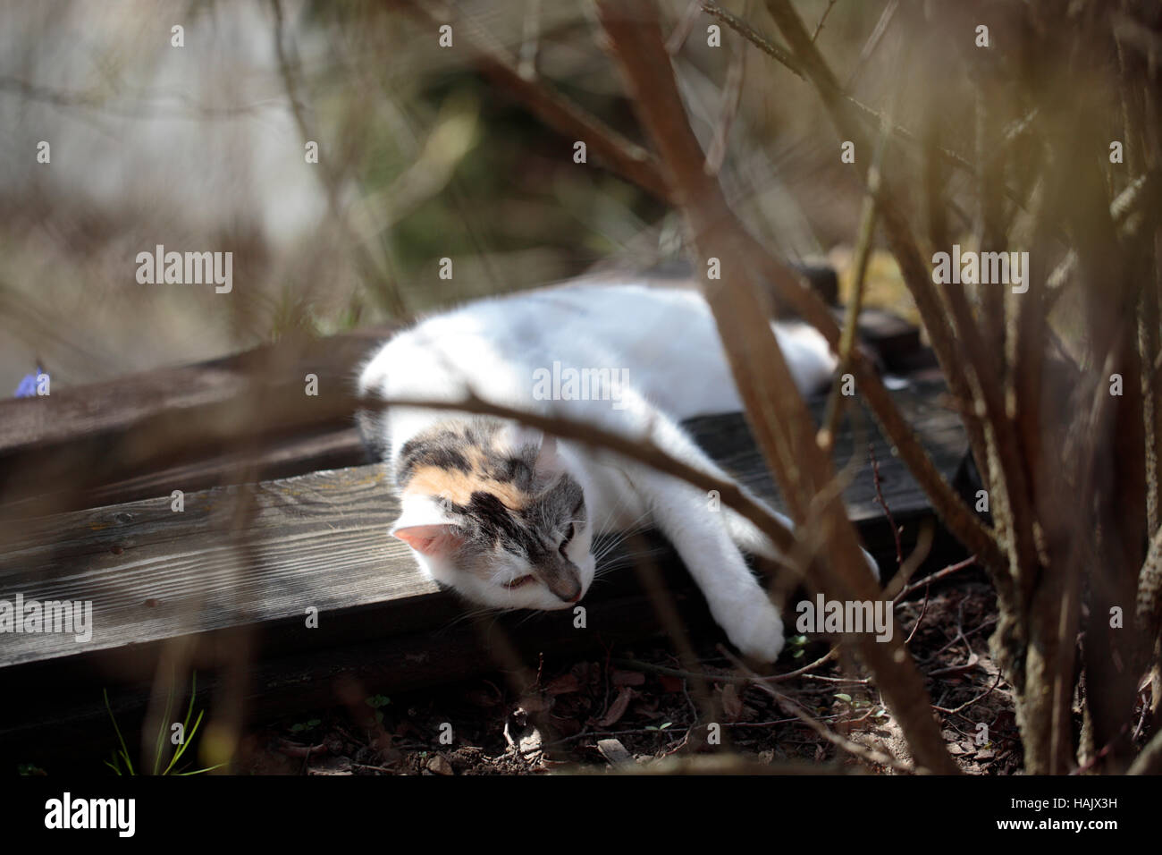 Calico cat relaxing on a stack of wood in spring Stock Photo - Alamy