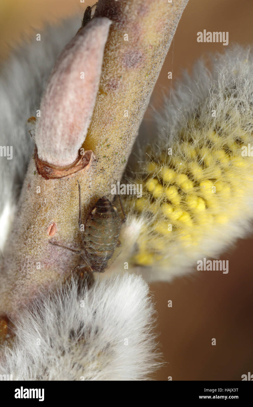 Willow aphid hi-res stock photography and images - Alamy