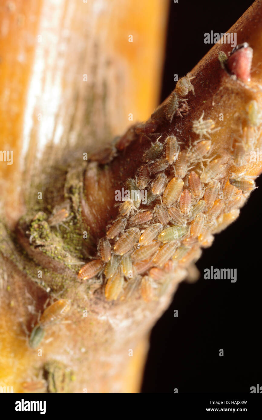 Aphids on willow. These are juveniles Stock Photo - Alamy