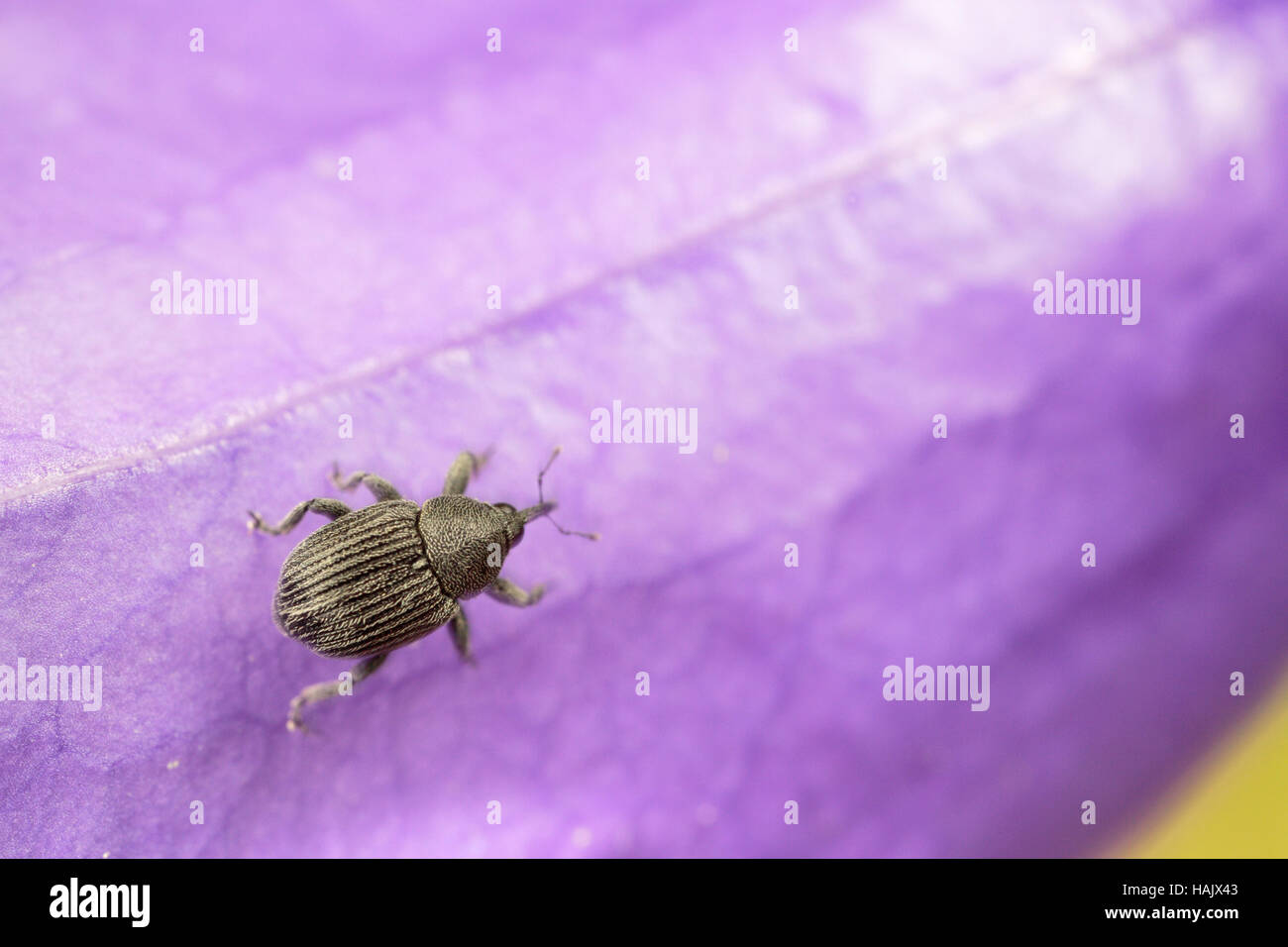 Weevil on pink bellflower Stock Photo - Alamy