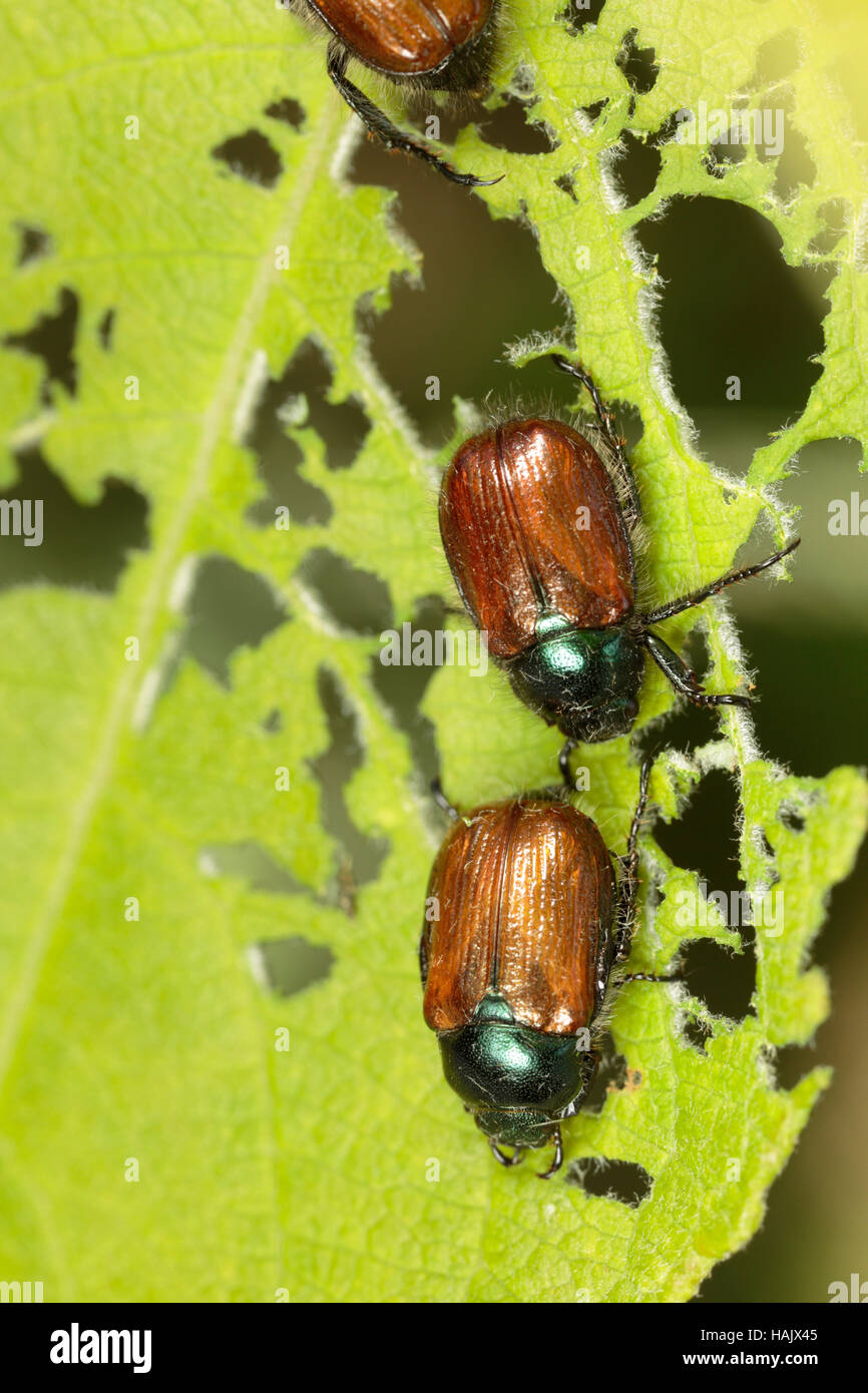 Leaf chafers hi-res stock photography and images - Alamy