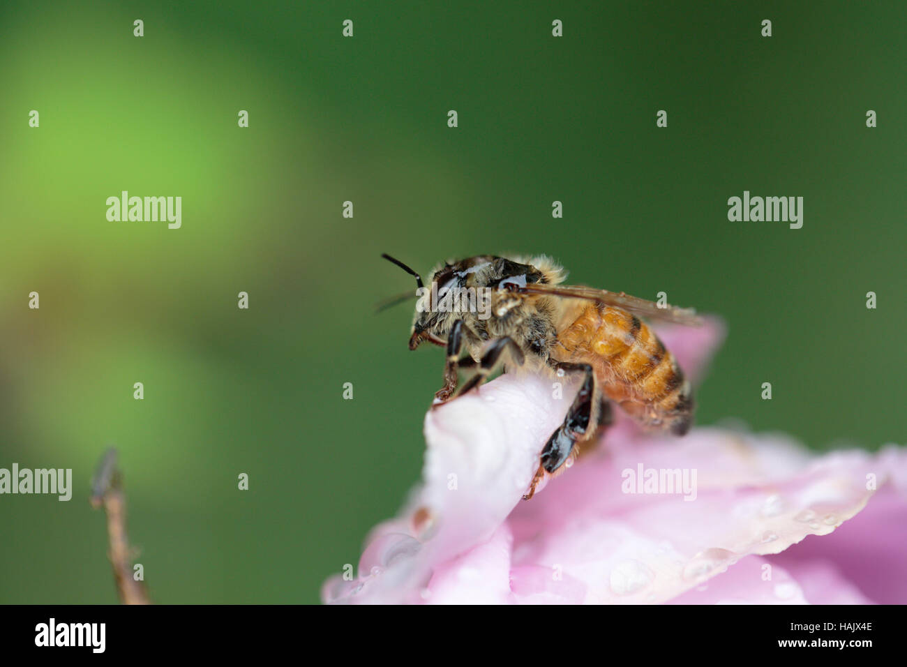 Wet Honey Bee High Resolution Stock Photography and Images - Alamy