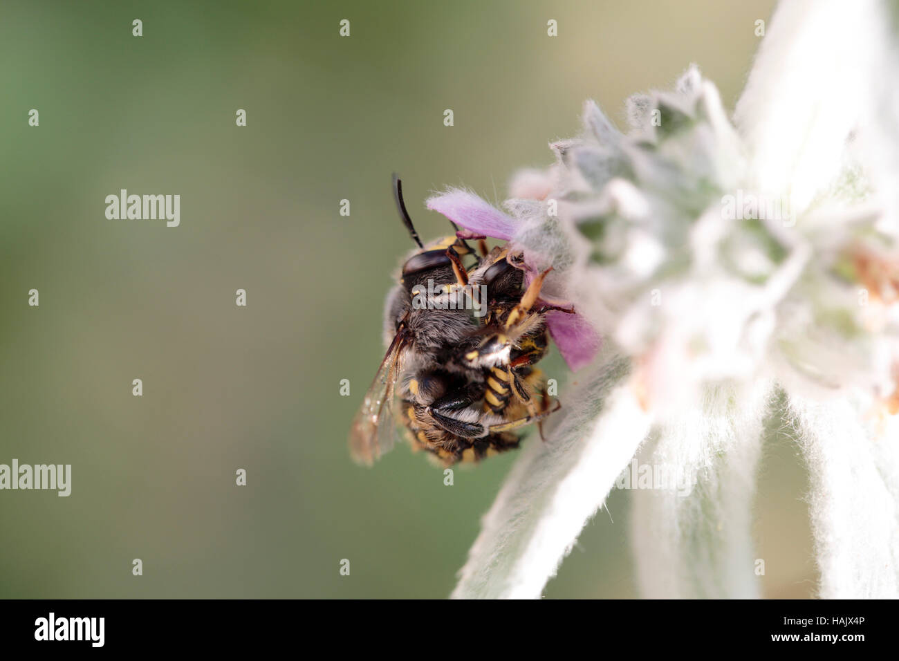 Wool carder bee (Anthidium manicatum) on Stachys byzantina Stock Photo ...