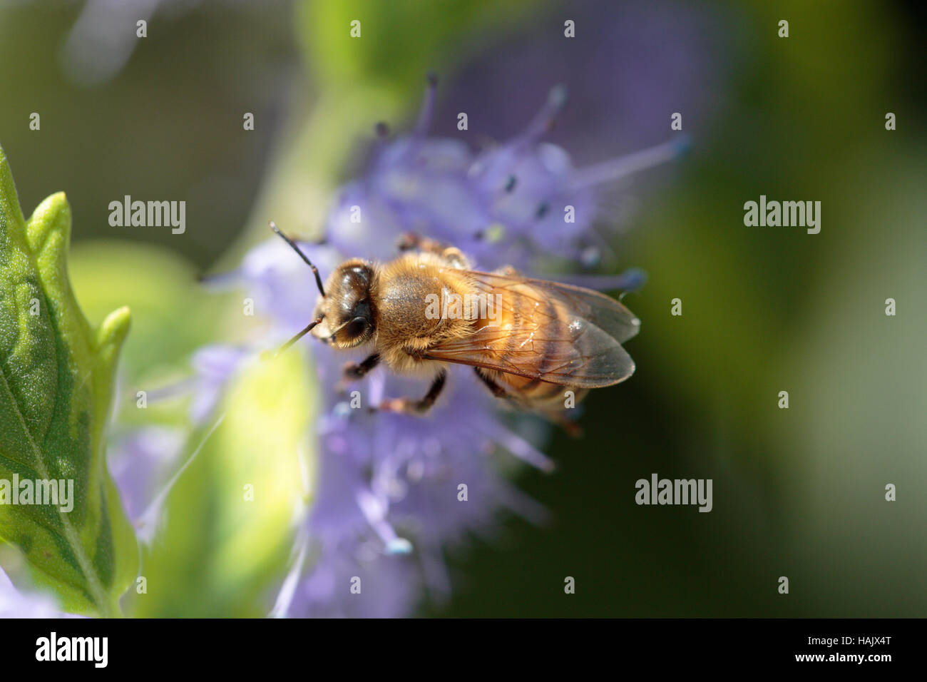 Honey bee on flower Stock Photo - Alamy