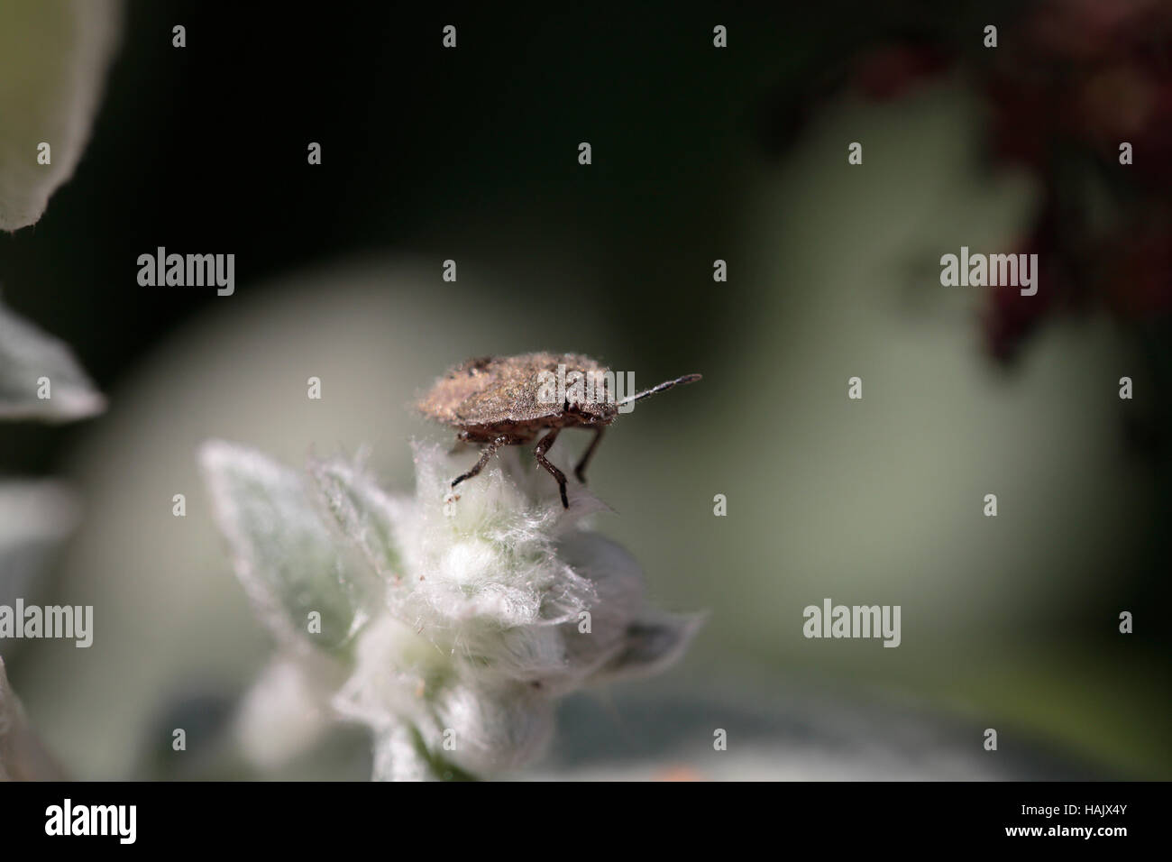 Juvenile stink bug on lamb's ear Stock Photo - Alamy