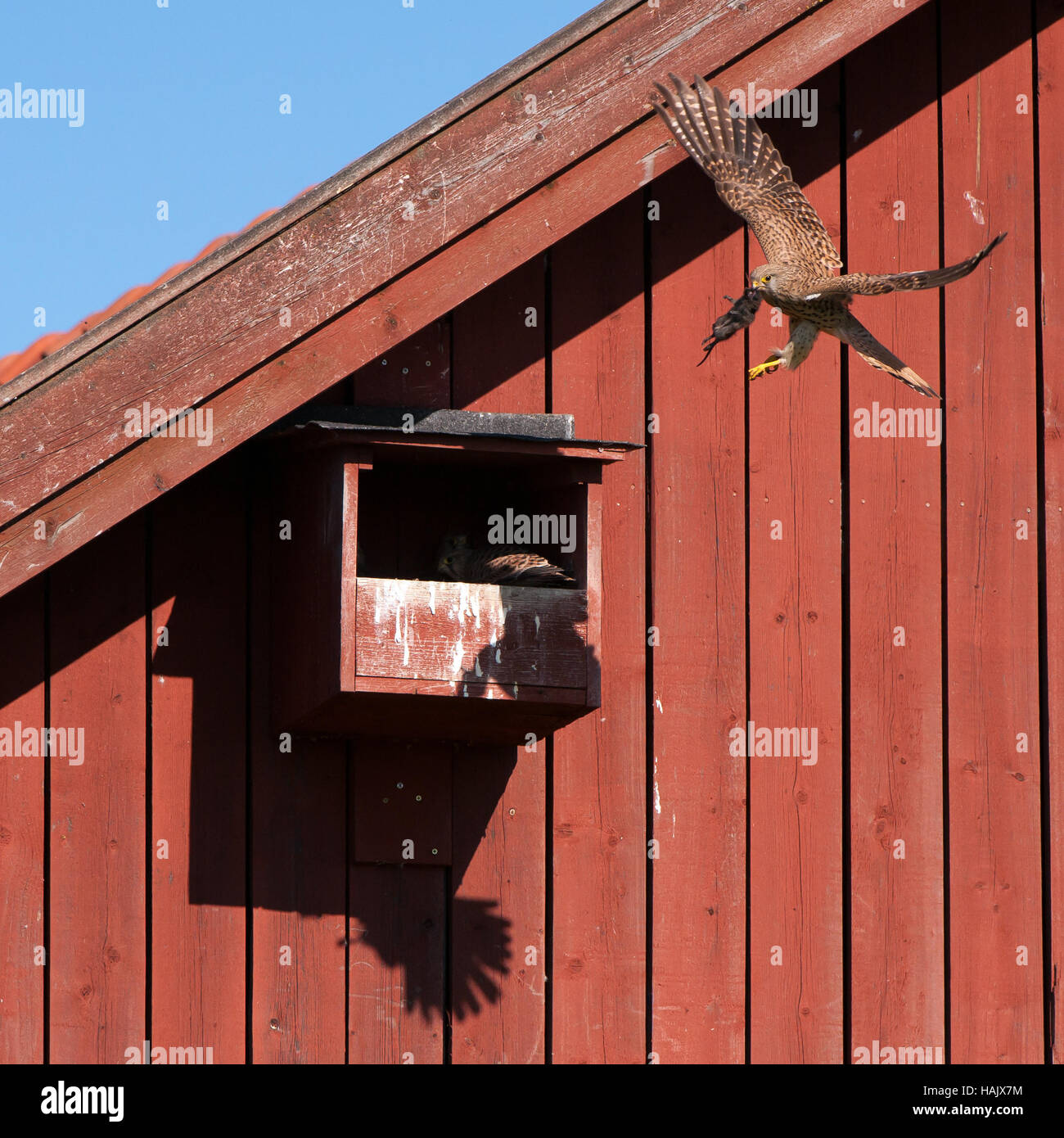 Kestrel nest box hi-res stock photography and images - Alamy