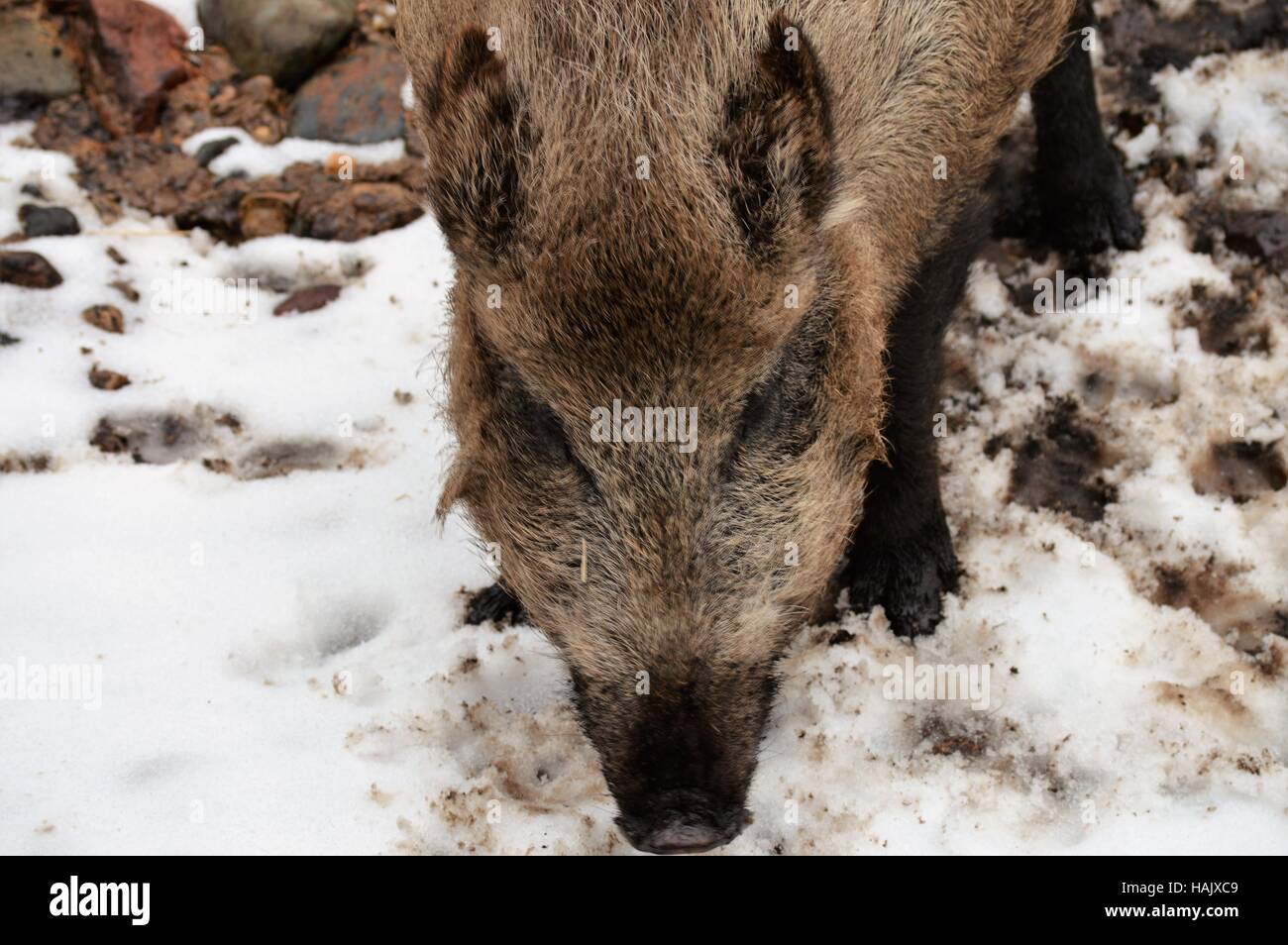 Boar eyes hi-res stock photography and images - Alamy
