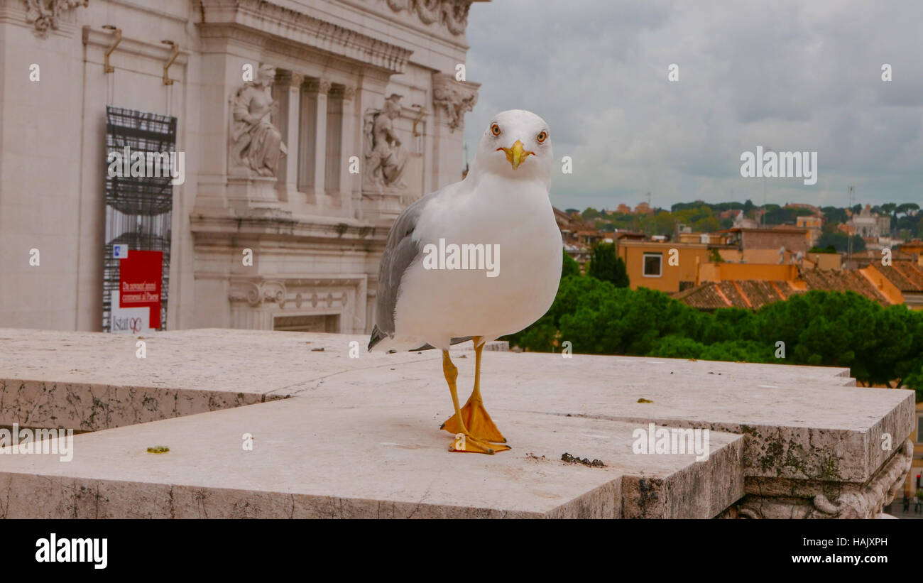 Seagull on the wall of the National Monument in Rome Stock Photo - Alamy