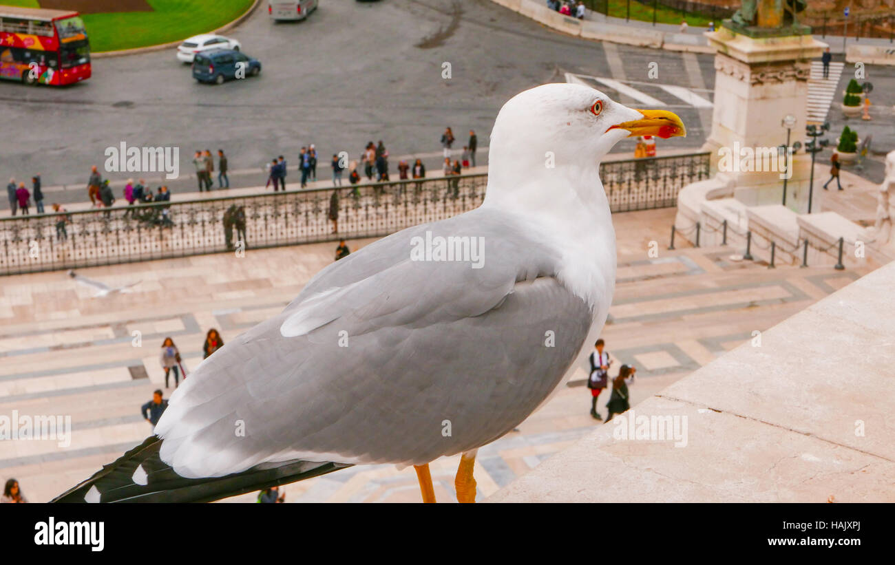 Seagull on the wall of the National Monument in Rome Stock Photo - Alamy
