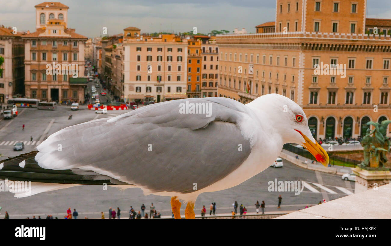 Seagull on the wall of the National Monument in Rome Stock Photo - Alamy