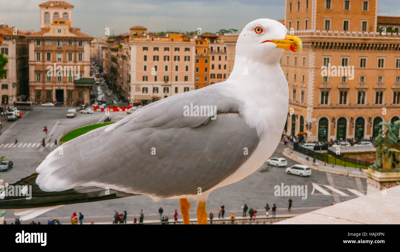 Seagull on the wall of the National Monument in Rome Stock Photo - Alamy