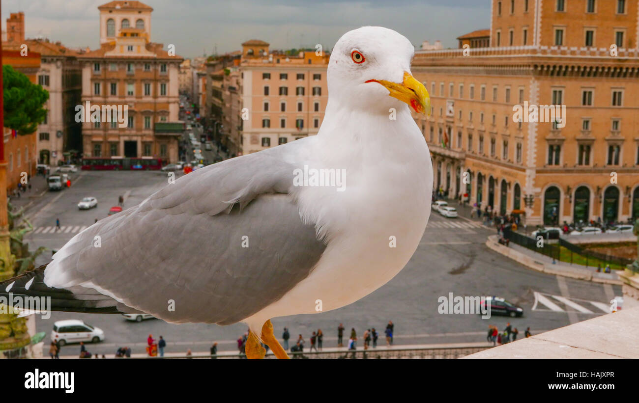 Seagull on the wall of the National Monument in Rome Stock Photo - Alamy