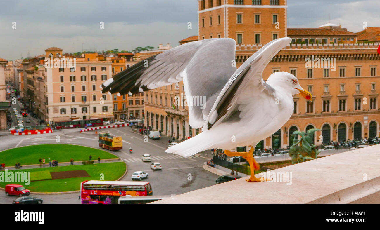 Seagull on the wall of the National Monument in Rome Stock Photo - Alamy
