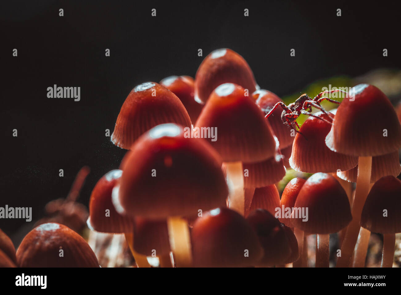 Spider on a small mushroom on a blurred background Stock Photo - Alamy