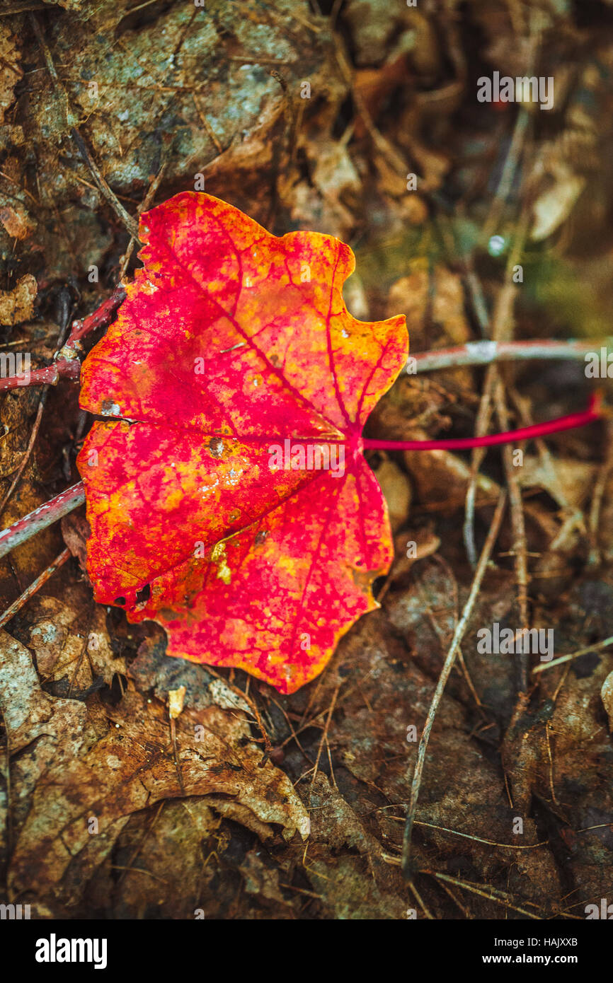 Autumn leaves of beech and aspen hi-res stock photography and images ...