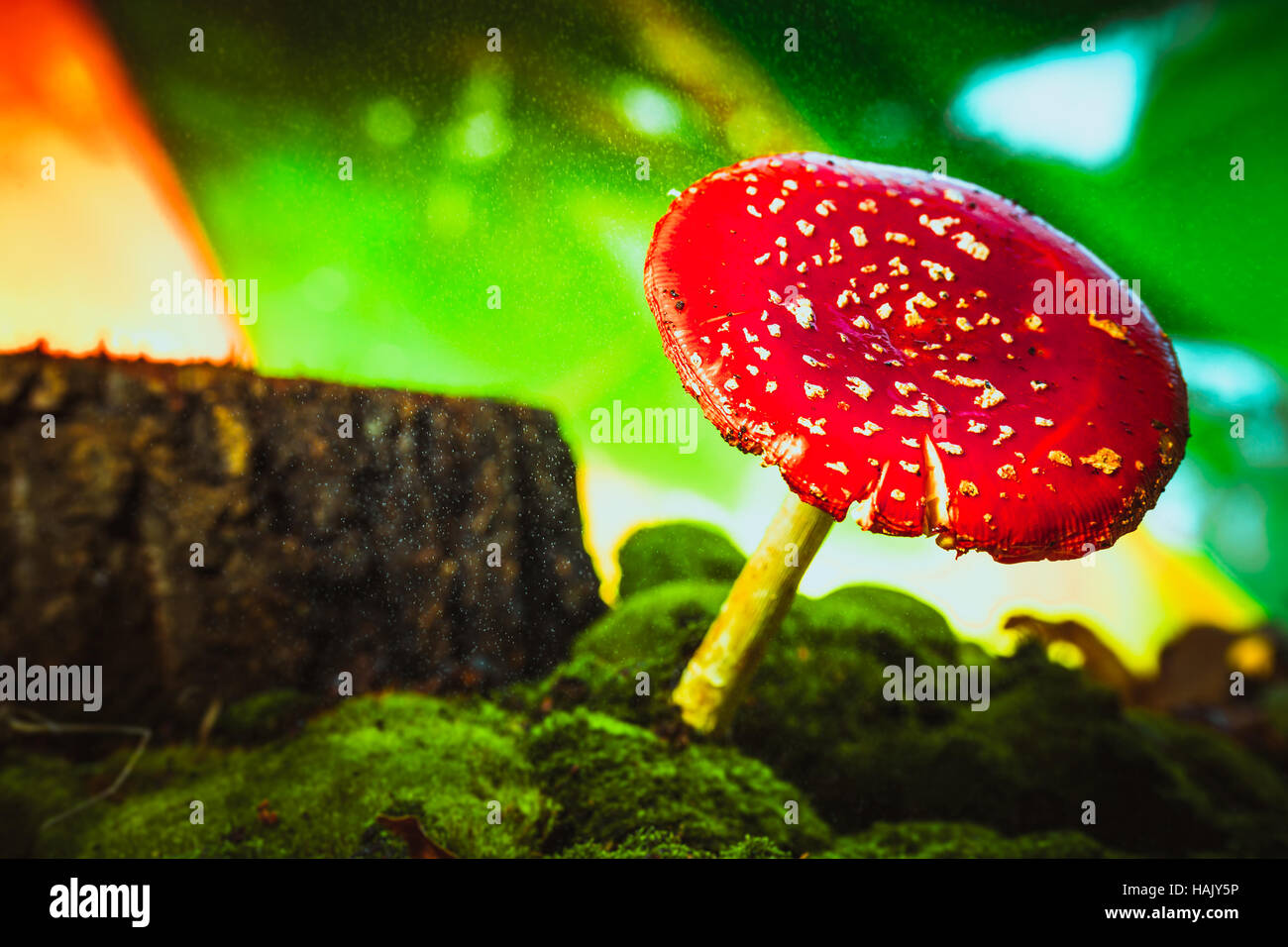 beautiful red with white spots mushroom on moss Stock Photo - Alamy