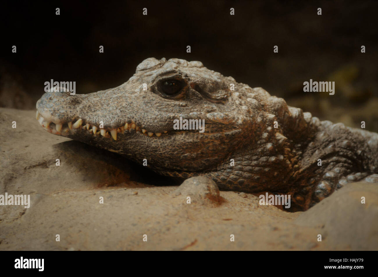 Crocodile animal laying hi-res stock photography and images - Alamy