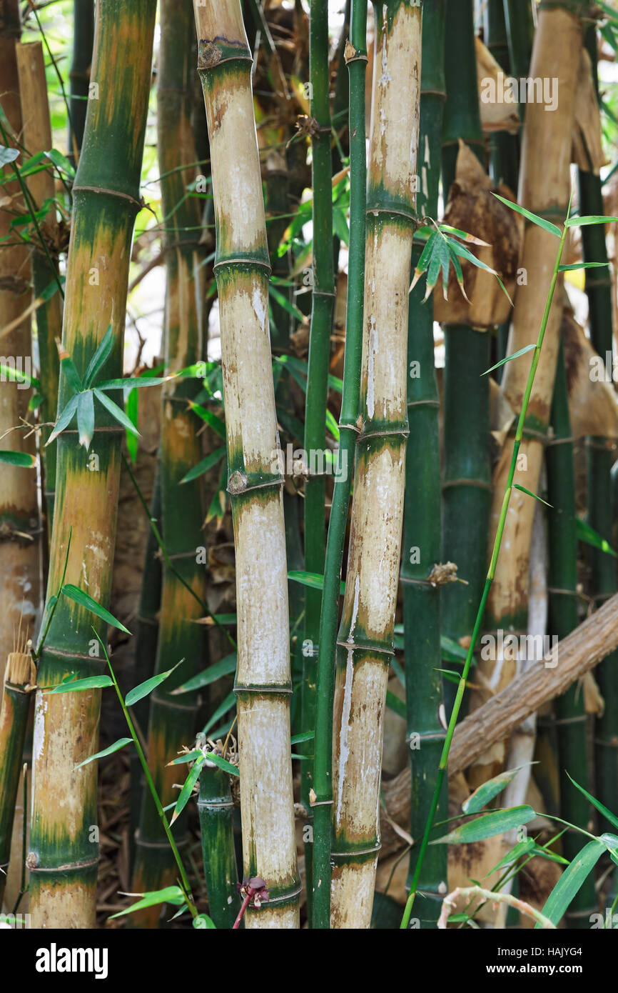 Bamboo forest view hi-res stock photography and images - Alamy