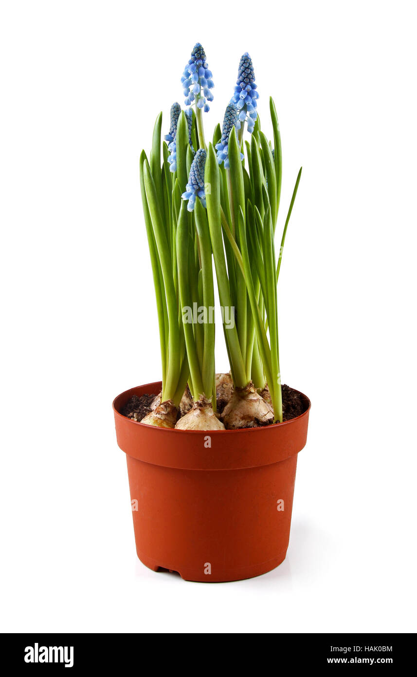 blue muscari flowers in pot isolated on white Stock Photo - Alamy