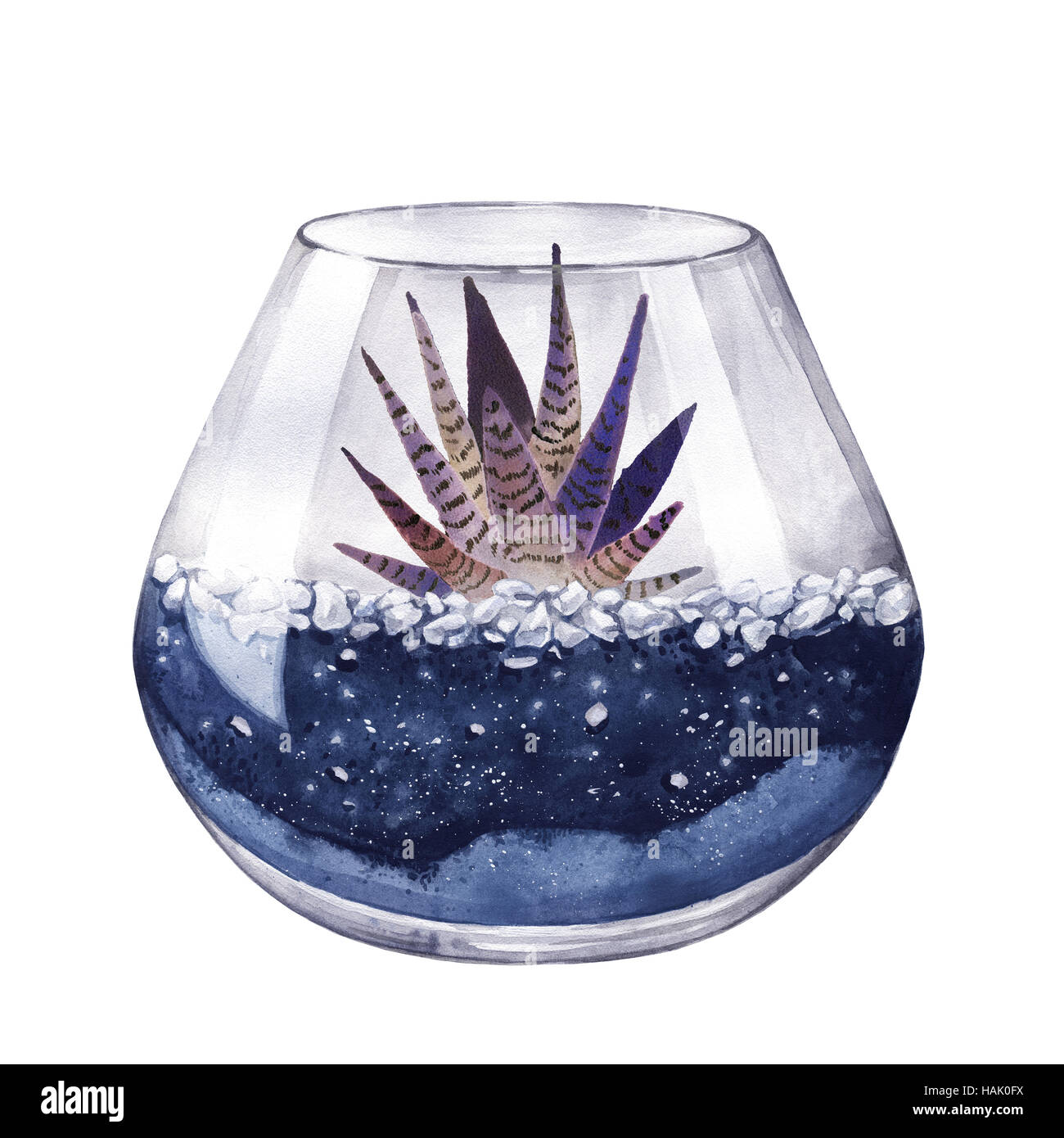 Watercolor illustration. Zebra cactus. Haworthia striped. Terrarium for ...