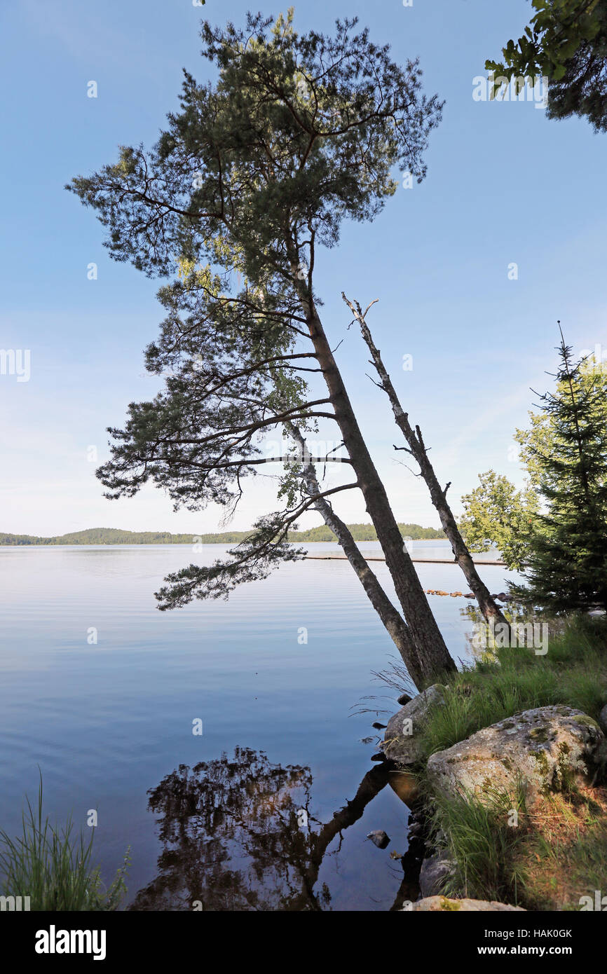 landscape with tree growing over lake Stock Photo - Alamy