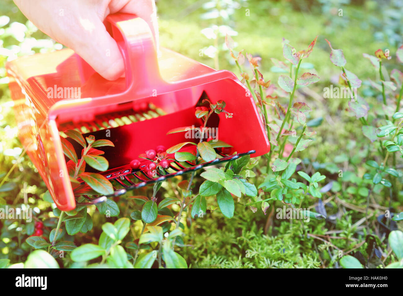 Berry picker hi-res stock photography and images - Alamy
