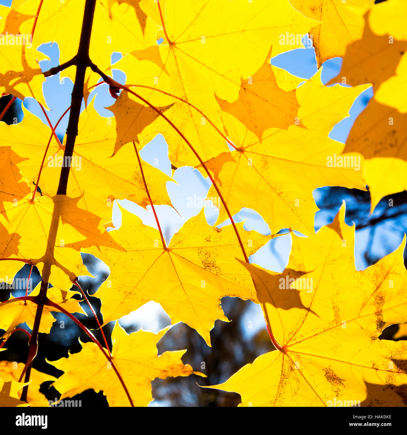 Autumn gold leaves background hi-res stock photography and images - Alamy
