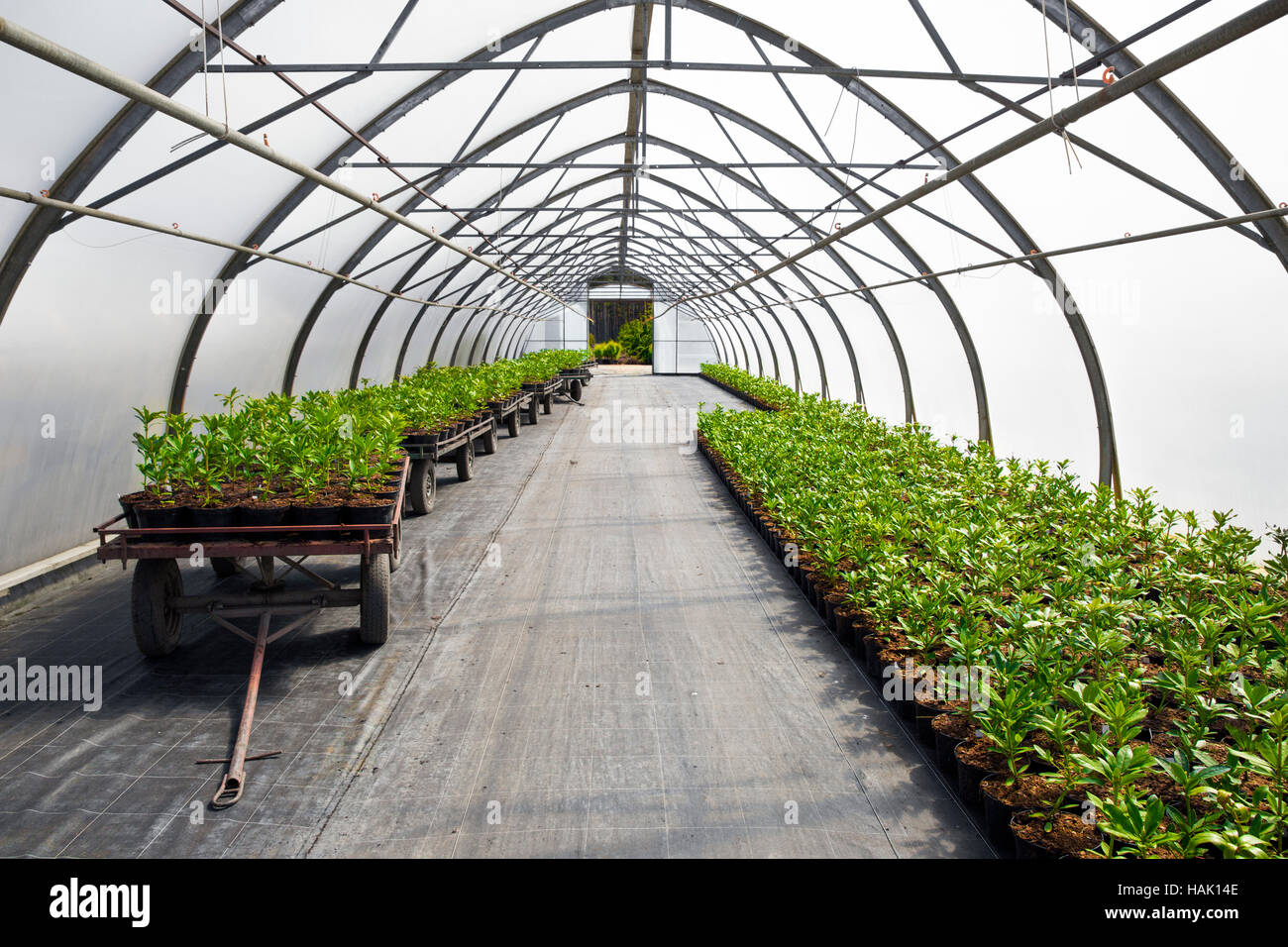 Big greenhouse hi-res stock photography and images - Alamy