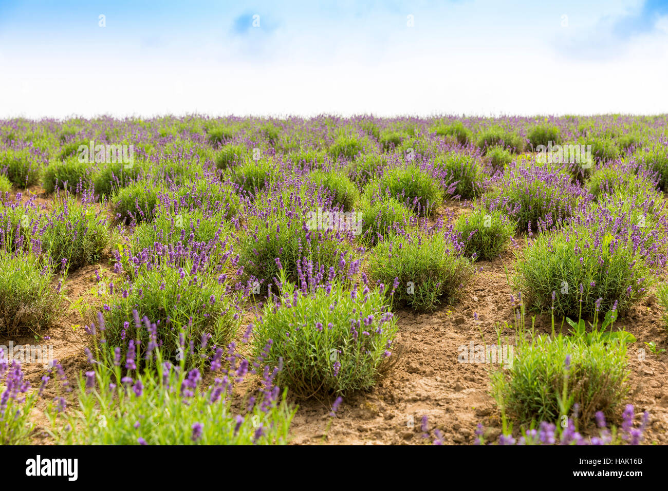 Lavander field hi-res stock photography and images - Alamy