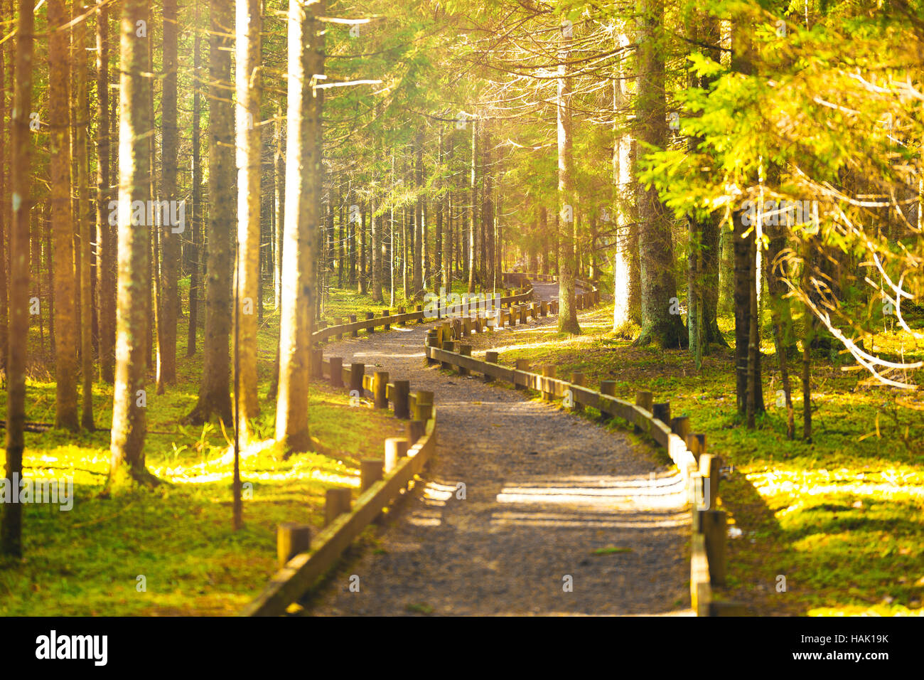 Green park landscape path hi-res stock photography and images - Alamy