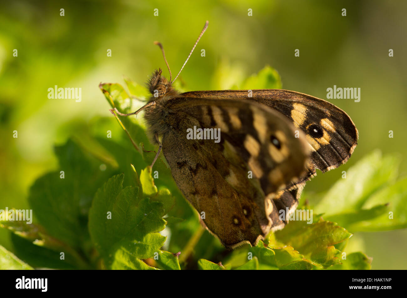 Butterfly under a leaf hi-res stock photography and images - Alamy