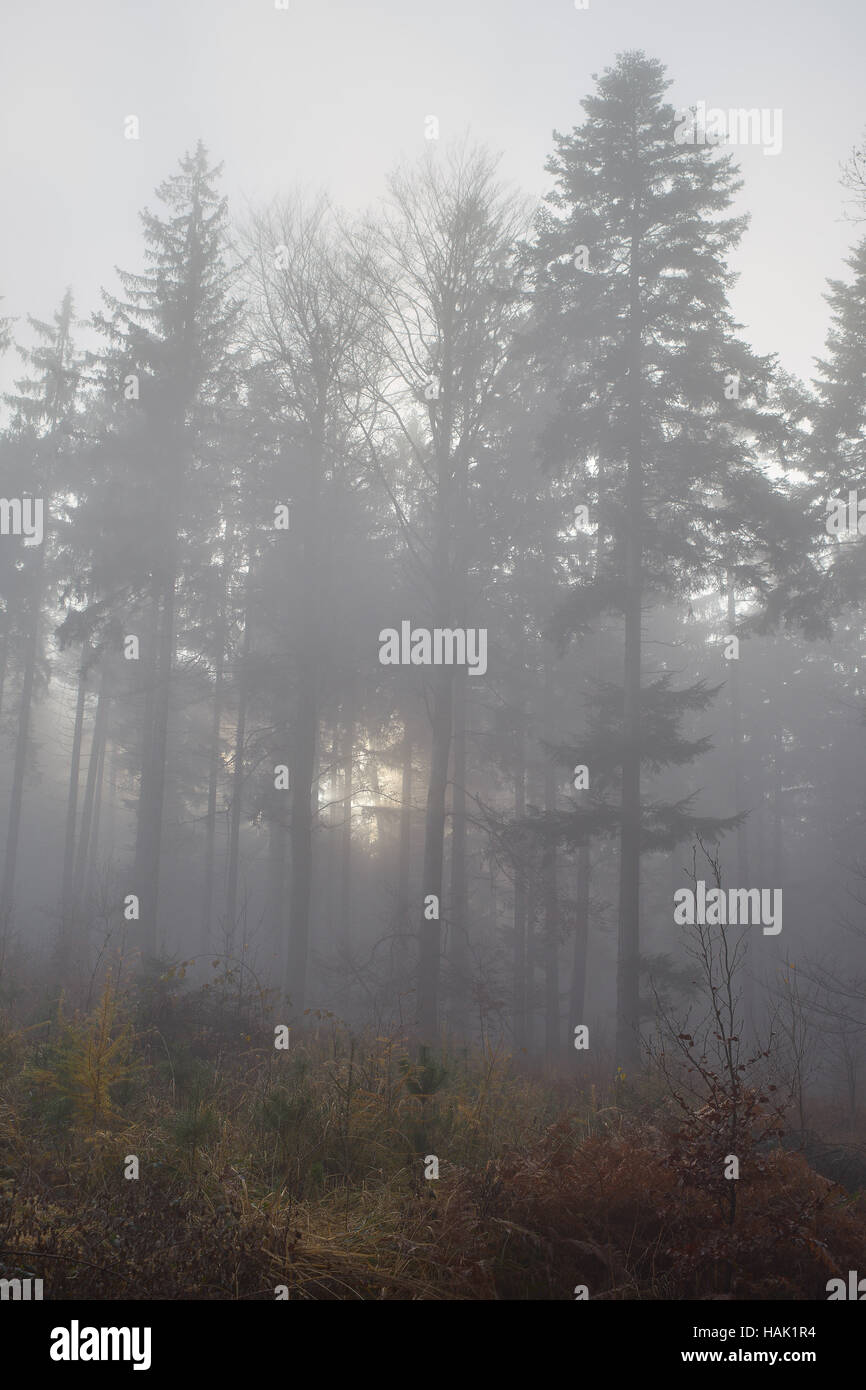 Sun rising over the forest in the autumn morning mist Lower Silesia ...